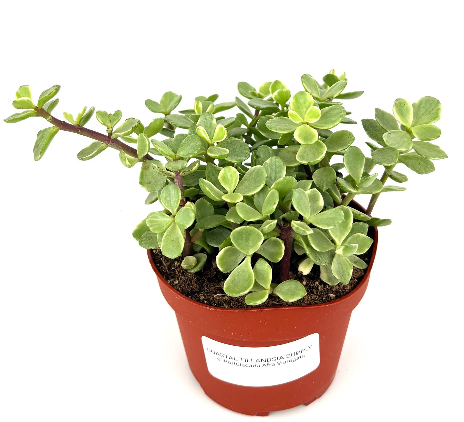 Rainbow Elephant Bush Portulacaria Afra Variegata, 4" Pot - Etsy