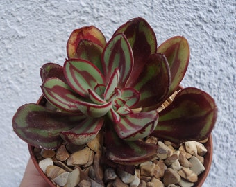 2, 4 Pot of Echeveria Nodulosa Painted Echeveria Mexican Snowball Painted Lady Rare Live ...