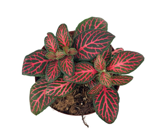 Red Nerve Plant Fittonia Live Potted House Plants Air Purifying, 2.5 ...