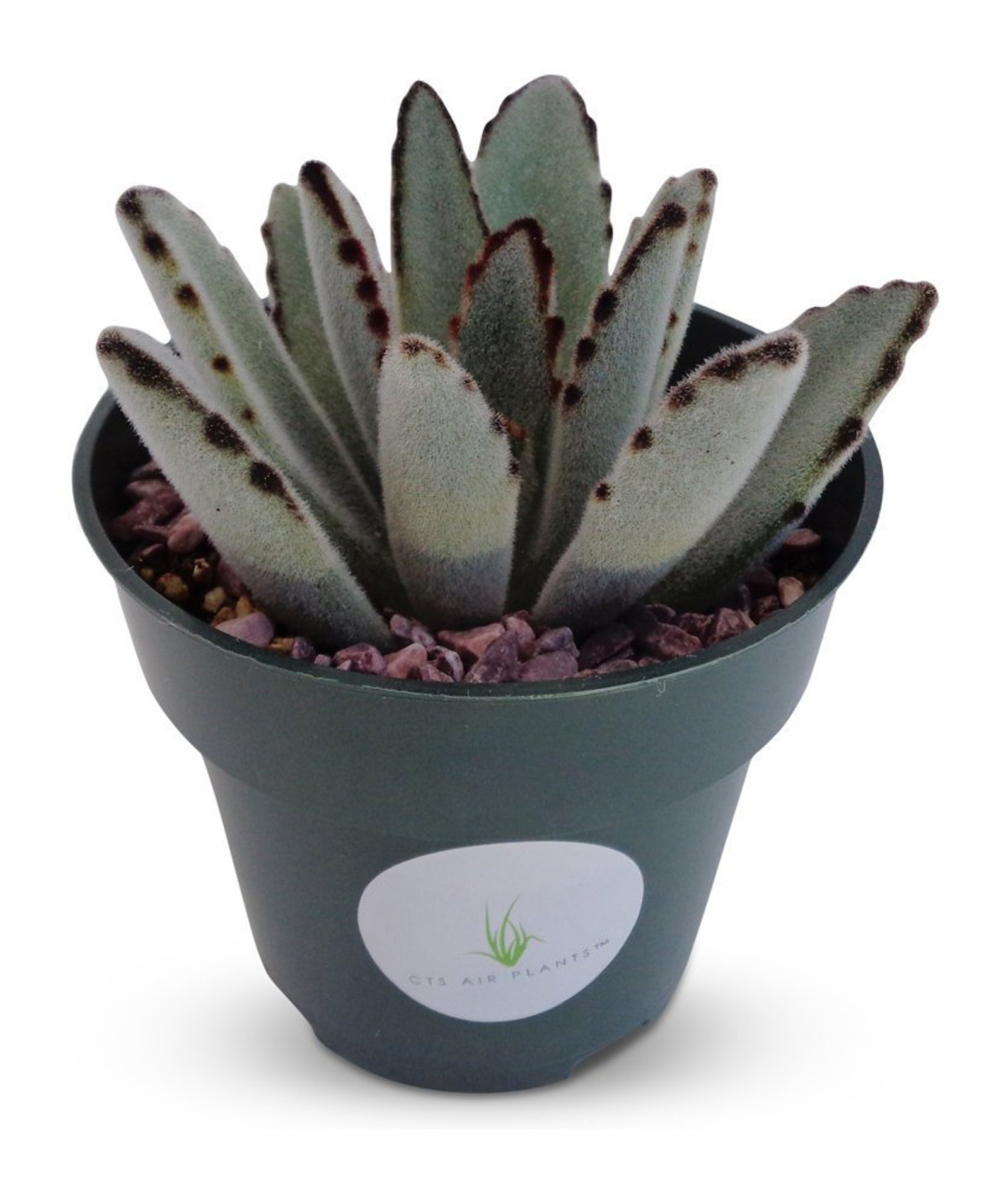 Panda Succulent Kalanchoe Tomentosa Succulents in 4 Pot. | Etsy