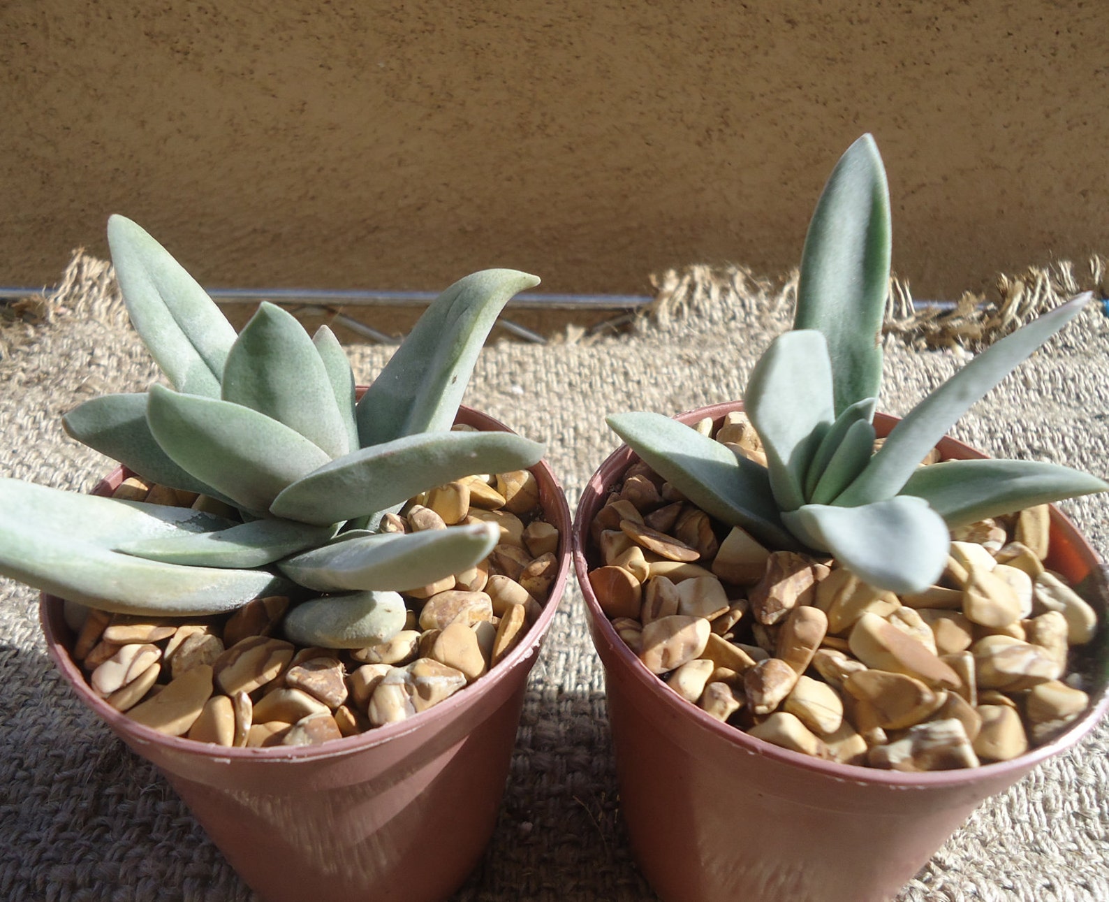 Large Propeller Succulent Crassula Falcata, 4" Pot - Etsy