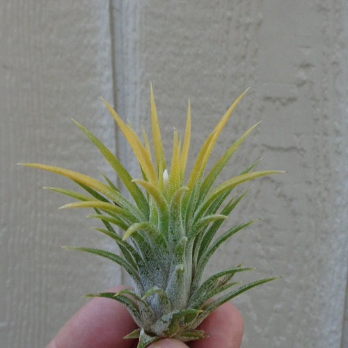 Tillandsia Stricta Iridescent Air Plants - Etsy