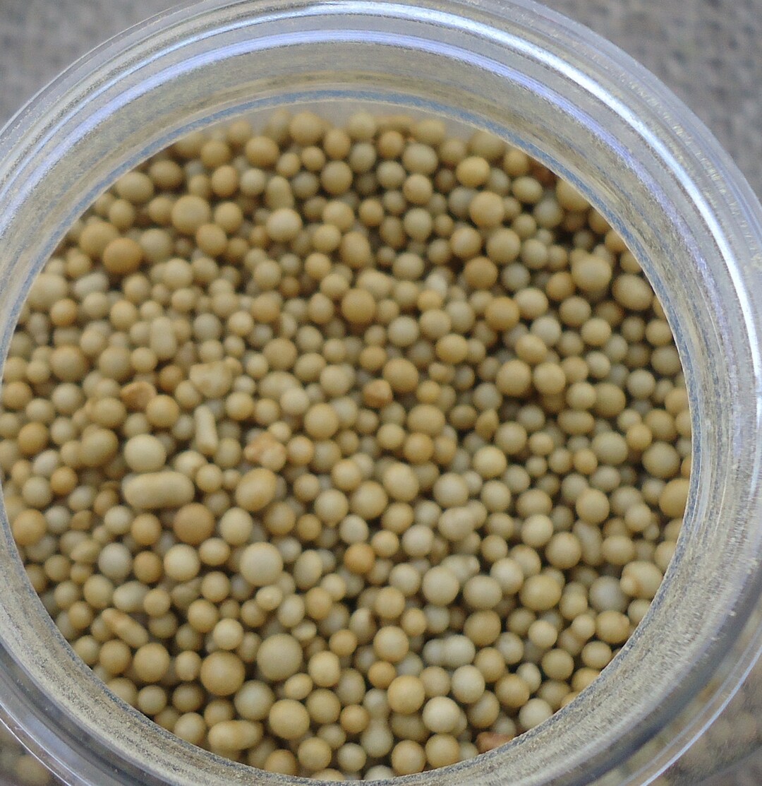 Slow Release Fertilizer for Bromeliads, Succulents, Cacti and More - Etsy