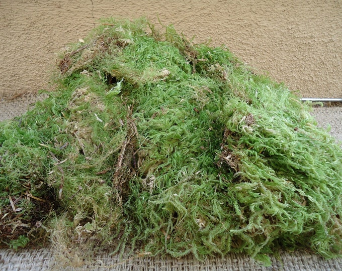 Royal Pool Moss - Etsy