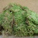 Large Portion Green Sheet Moss for Terrariums and Orbs - Etsy