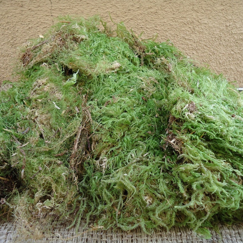 Moss Sheets - Etsy