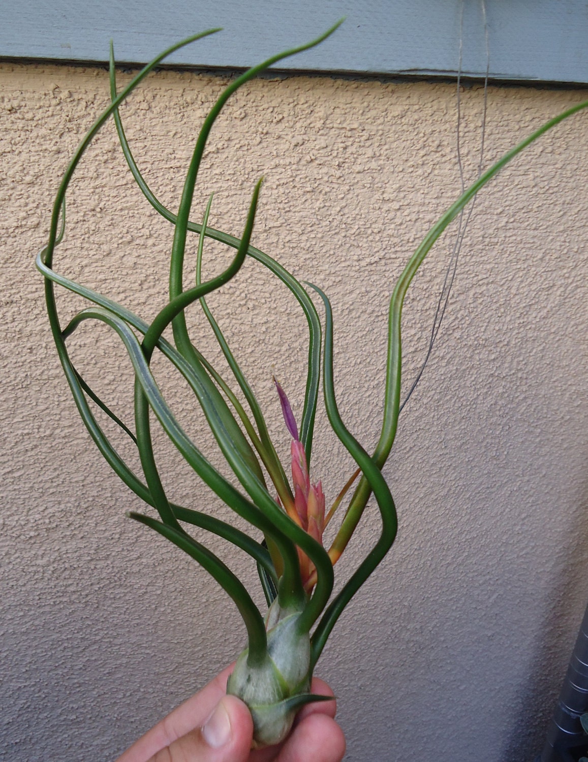 Large Bulbosa Belize - Etsy
