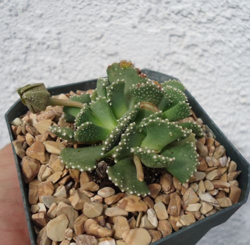 Giant Jewel Succulent Aloinopsis Malherbei, 4" Pot - Etsy