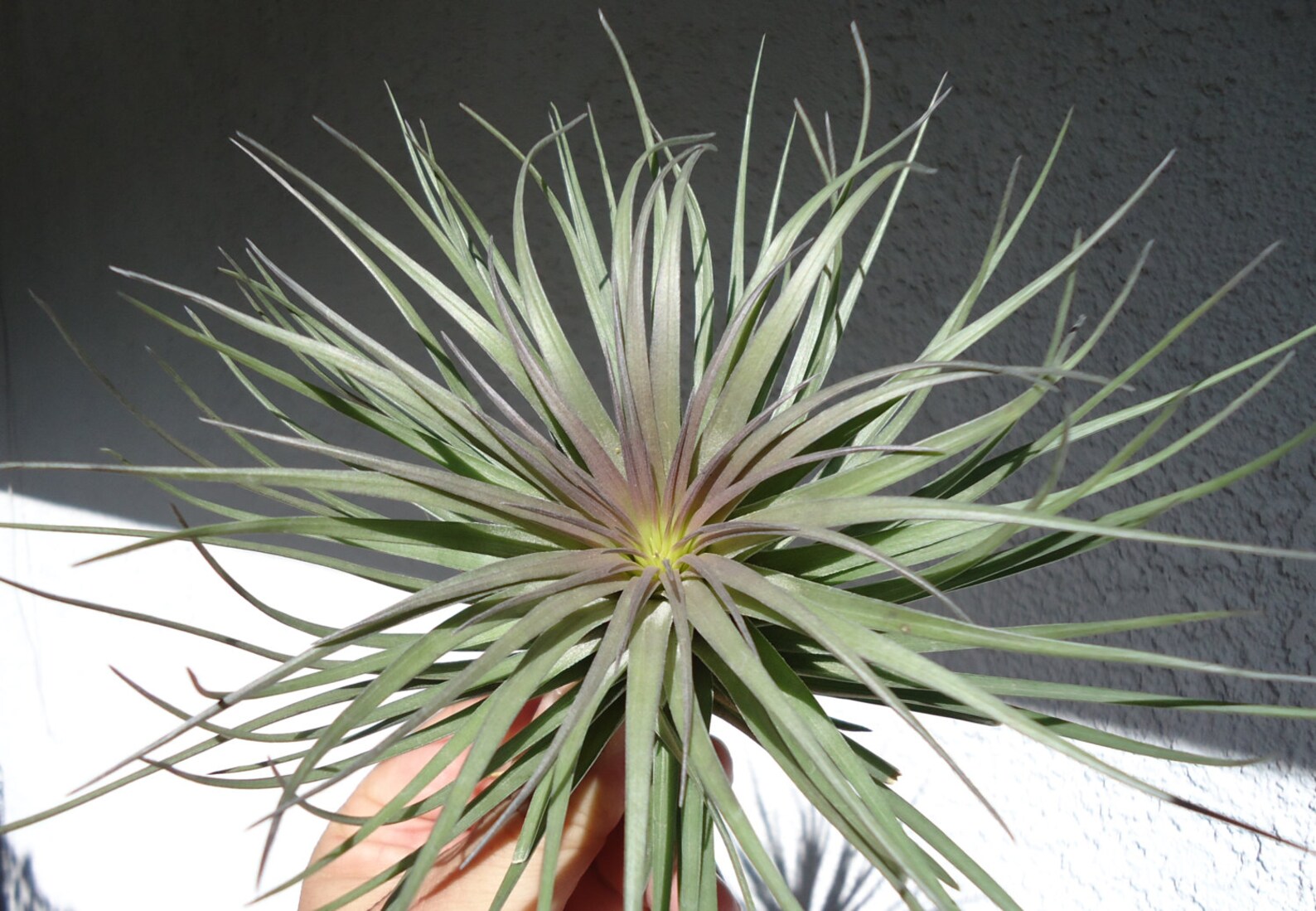 Tillandsia Stricta Iridescent Air Plants - Etsy