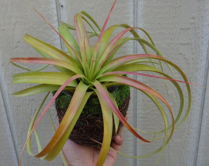 Large Tillandsia Rothii Air Plants 8"-12" - Etsy