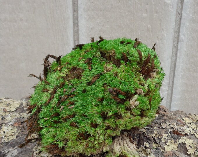 Royal Pool Moss - Etsy