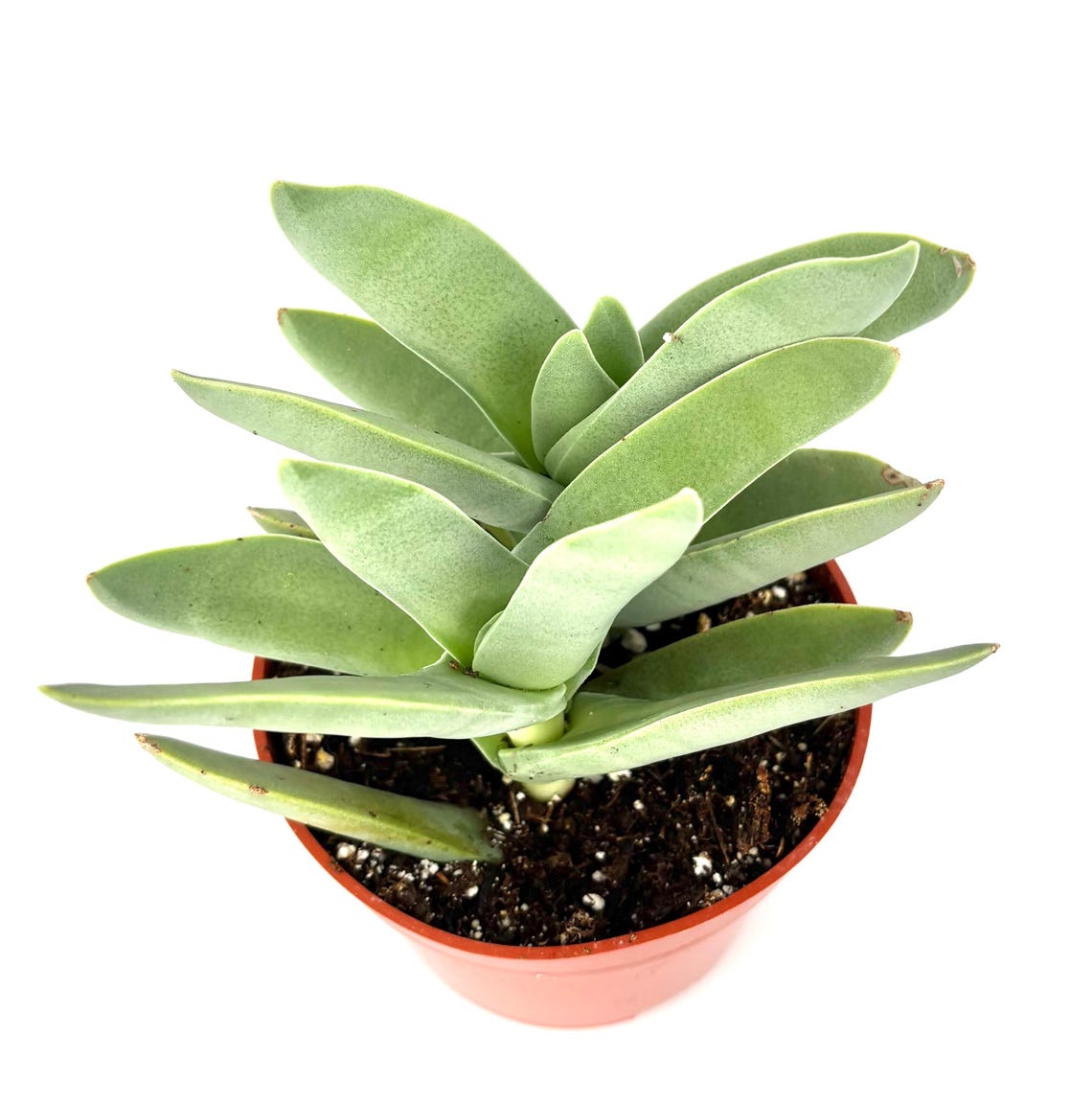 Large Propeller Succulent Crassula Falcata, 4" Pot - Etsy