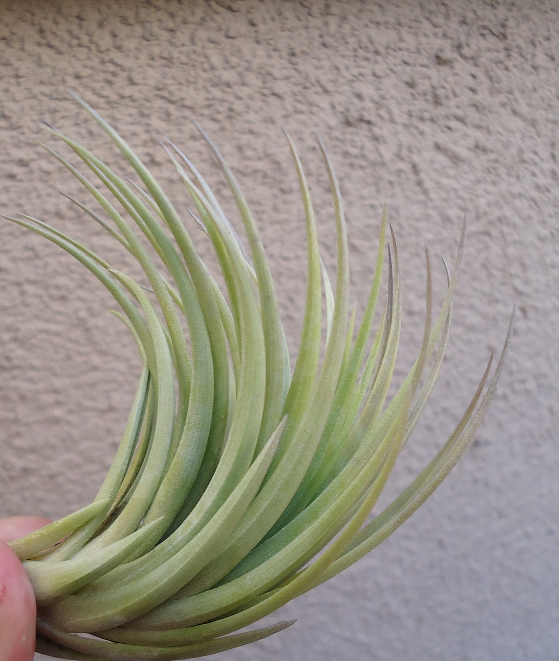 Tenuifolia Bronze Tip Air Plants - Etsy