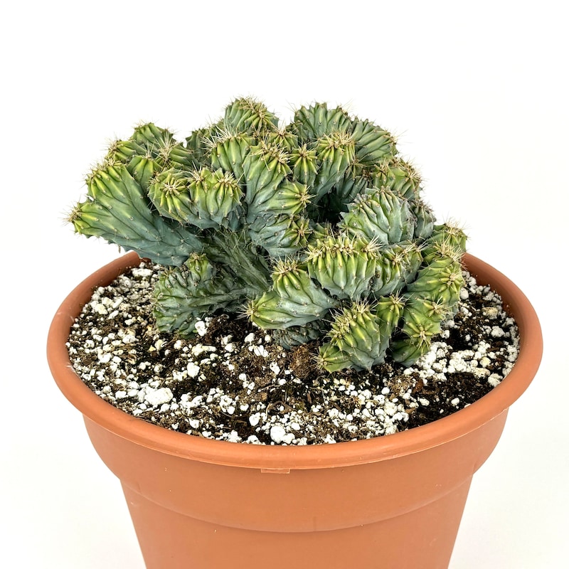 Blue Crested Cactus - Etsy