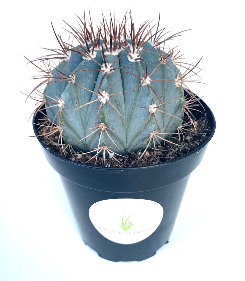 Blue Turk's Cap Cactus Melocactus Azureus - Etsy