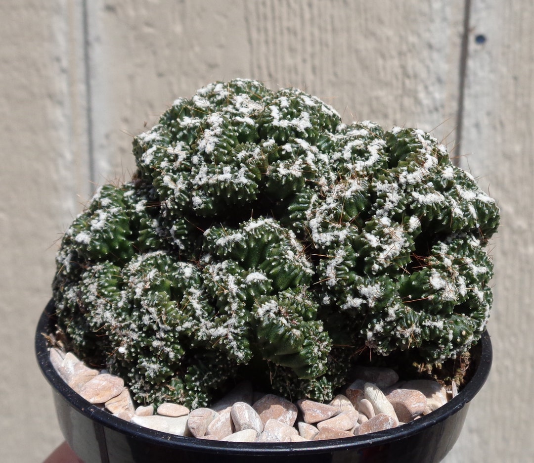 Mini Ming Cactus Elite Cereus Forbesii Cv Mini, 2" Pot - Etsy