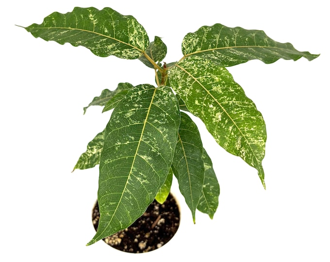Rare Variegated Ficus Aspera 'clown Fig' - Speckled Leaf Plant (5" Pot ...