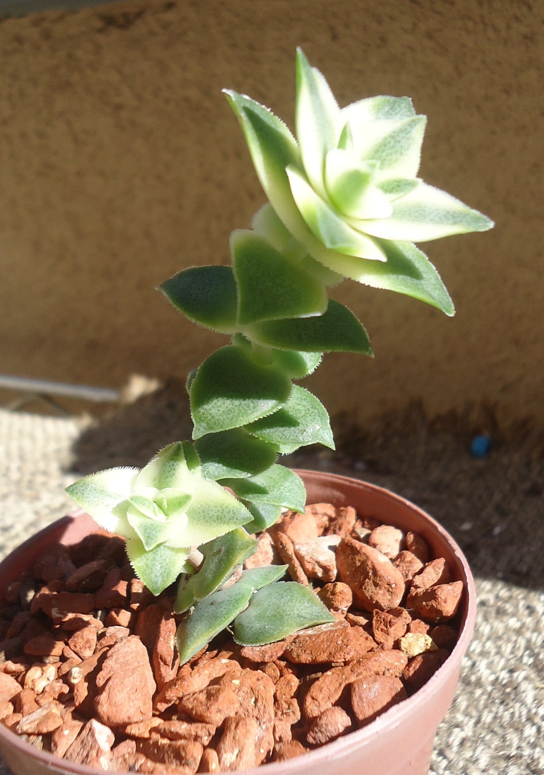 Variegated String of Buttons Succulents Crassula Perforata Variegata - Etsy