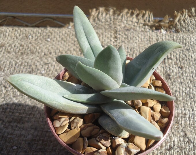 Large Propeller Succulent Crassula Falcata, 4" Pot - Etsy