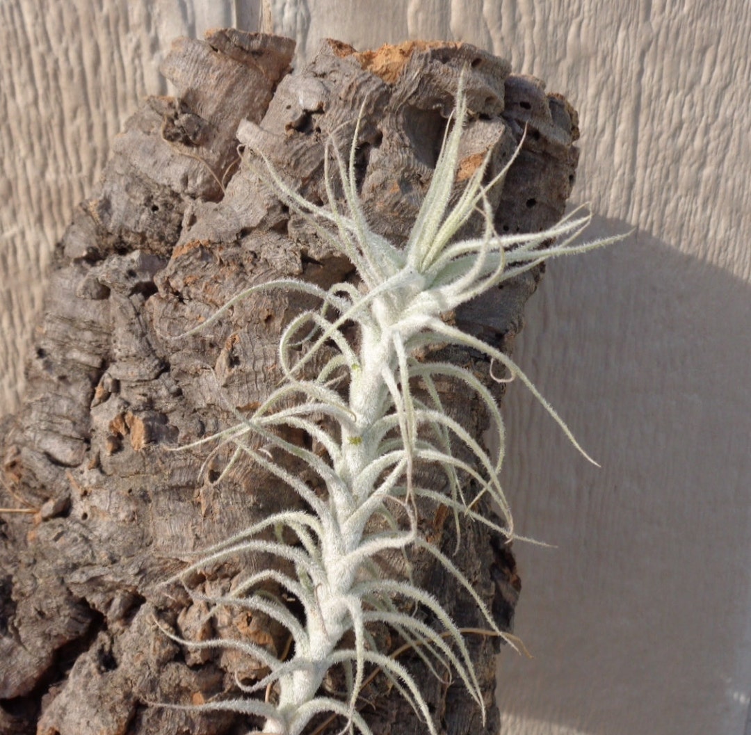 Tillandsia Stellifera Rare Air Plants - Etsy