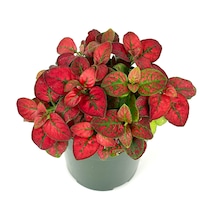 100 Black Red Caladium Seeds: Rare Perennial Foliage, Air Purifying - Etsy