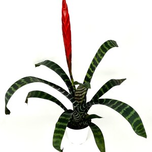 Large Vriesea Splenriet Flaming Sword Houseplant 12-18" Tall in 4" Pot ...