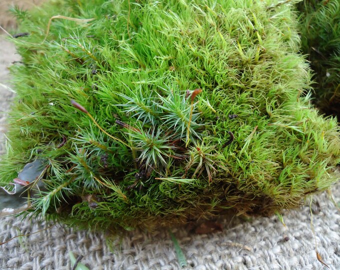Royal Pool Moss - Etsy