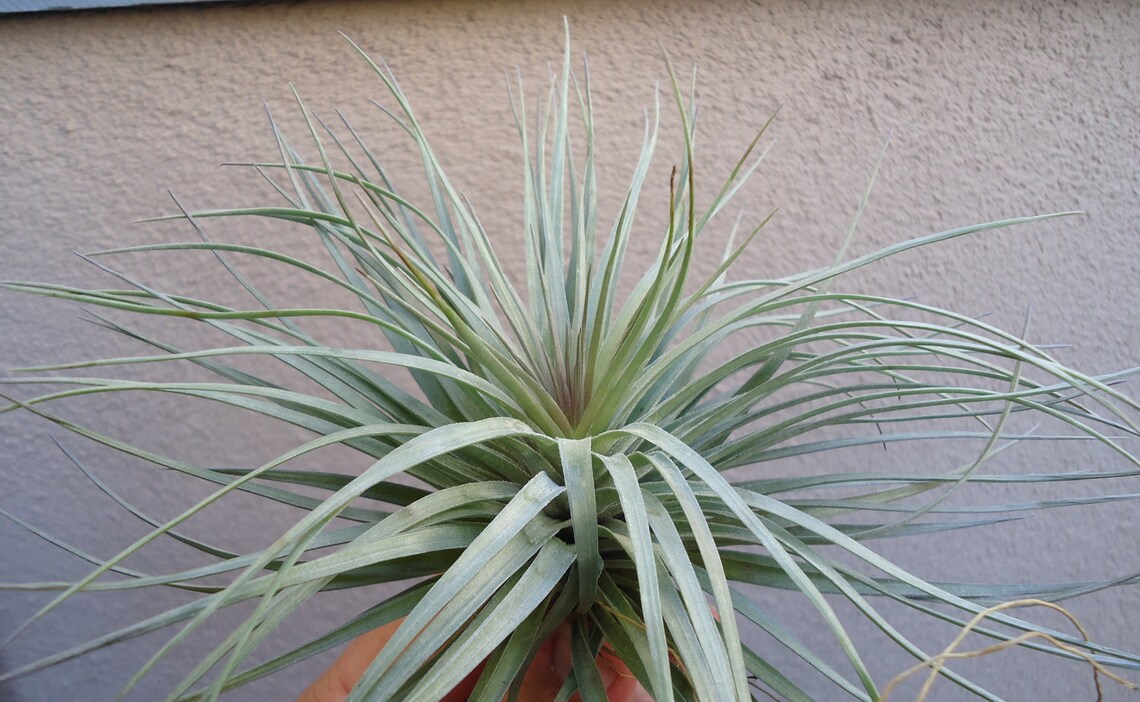 Tillandsia Stricta Iridescent Air Plants - Etsy