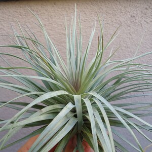 Tillandsia Stricta Iridescent Air Plants - Etsy