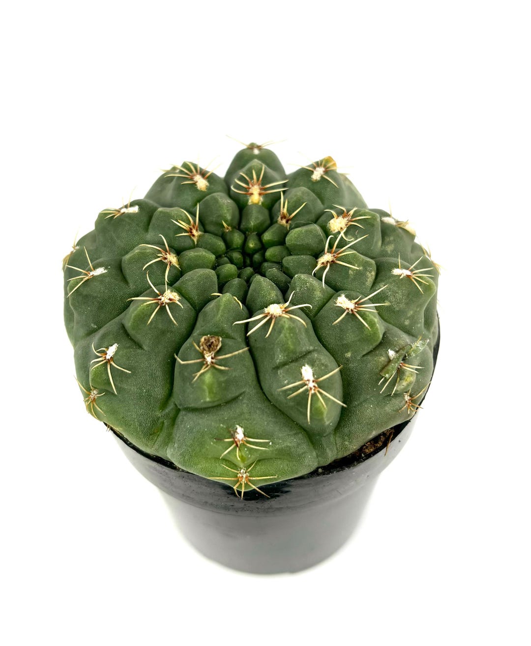 Chin Cactus Gymnocalycium Baldianum - Etsy