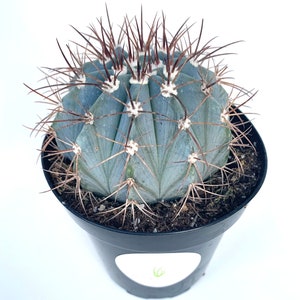 Blue Turk's Cap Cactus Melocactus Azureus - Etsy