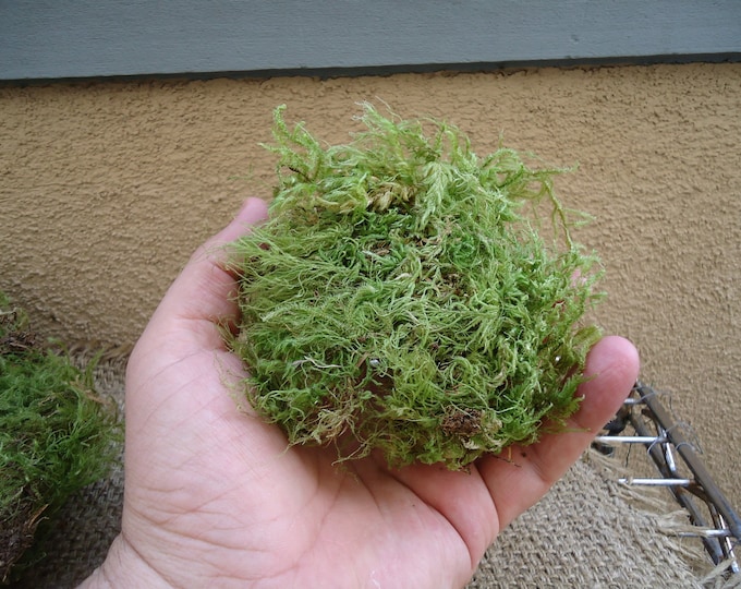 Royal Pool Moss - Etsy