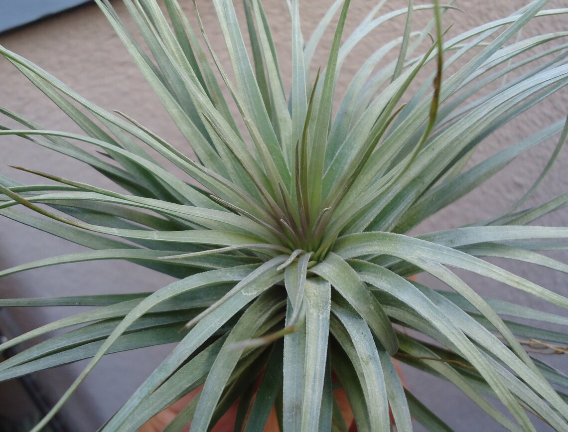 Tillandsia Stricta Iridescent Air Plants - Etsy