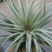 Tillandsia Stricta Iridescent Air Plants - Etsy