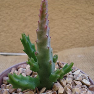Mini Star Fish Cactus Stapelia Scitula 4" Pot - Etsy