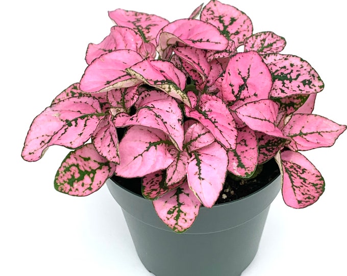 Hypoestes Pink Splash Live Potted House Plants Air Purifying - Etsy