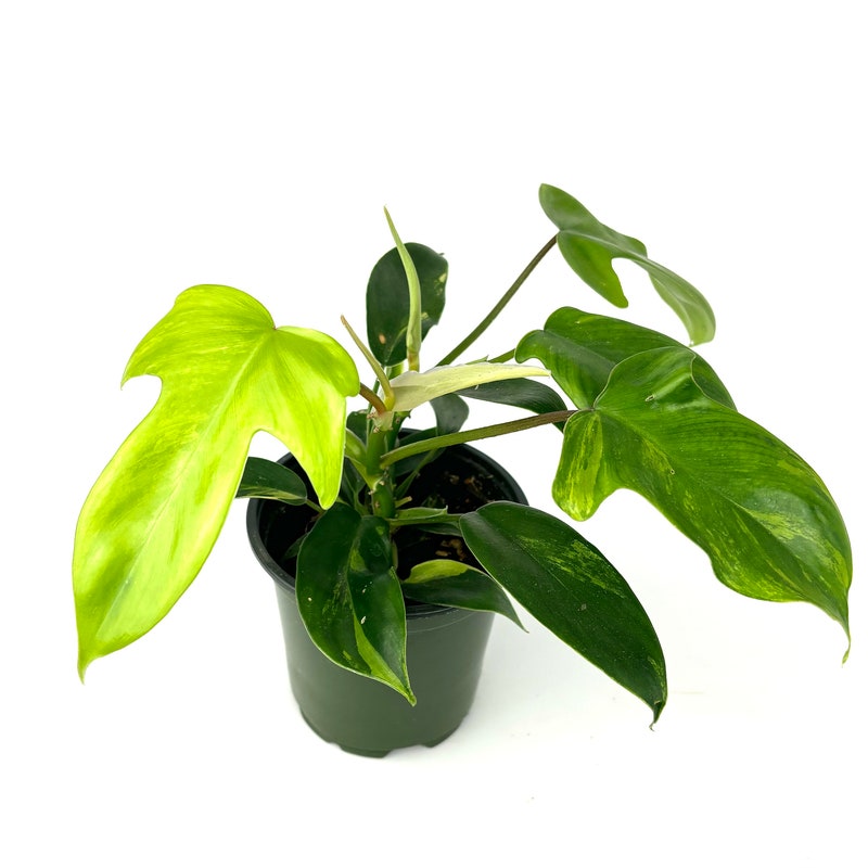 Florida Green Houseplant - Etsy