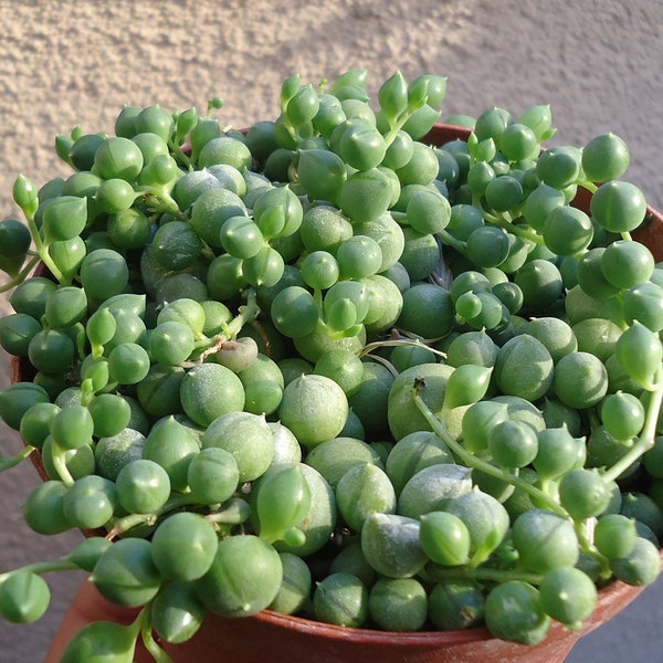 String of Pearls Succulent - Etsy