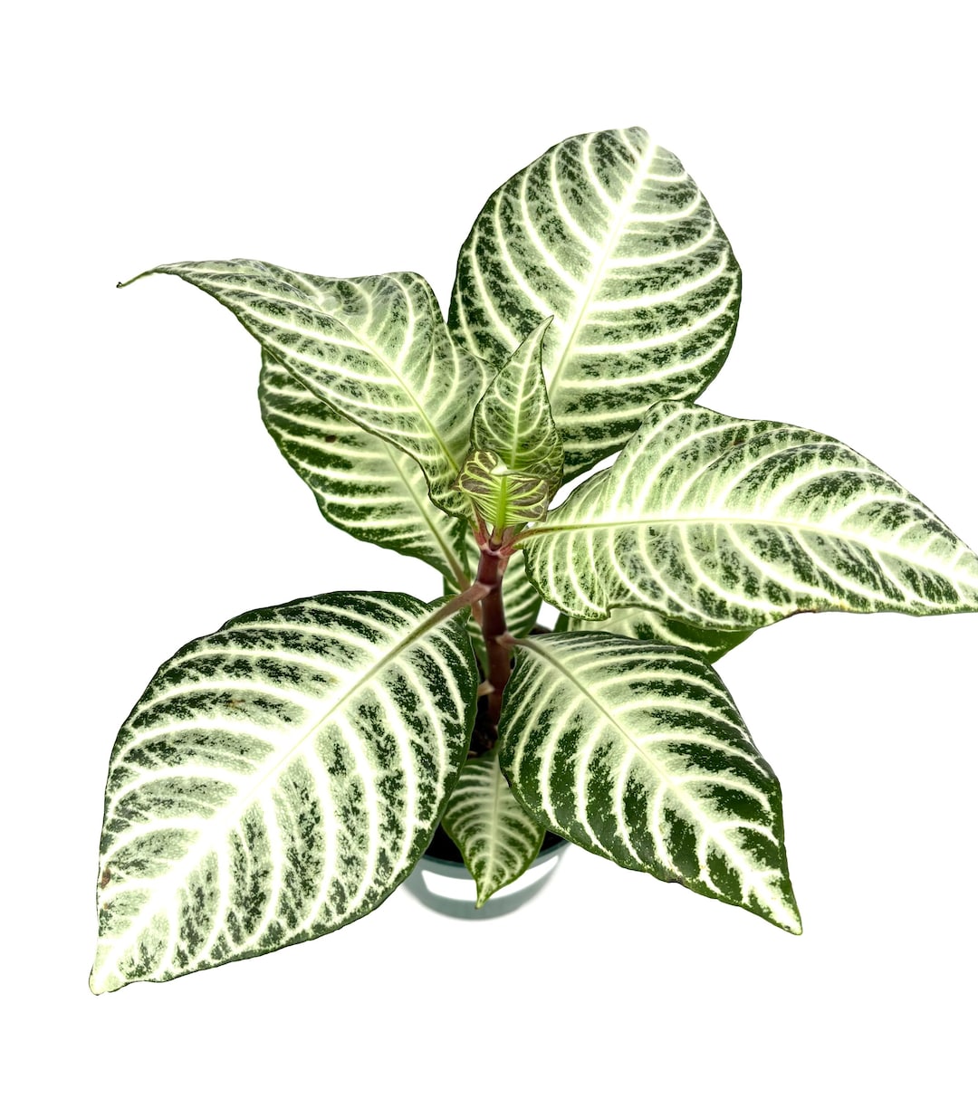 Aphelandra Zebra Snowflake High White Plant Live Potted Houseplant, 4 ...