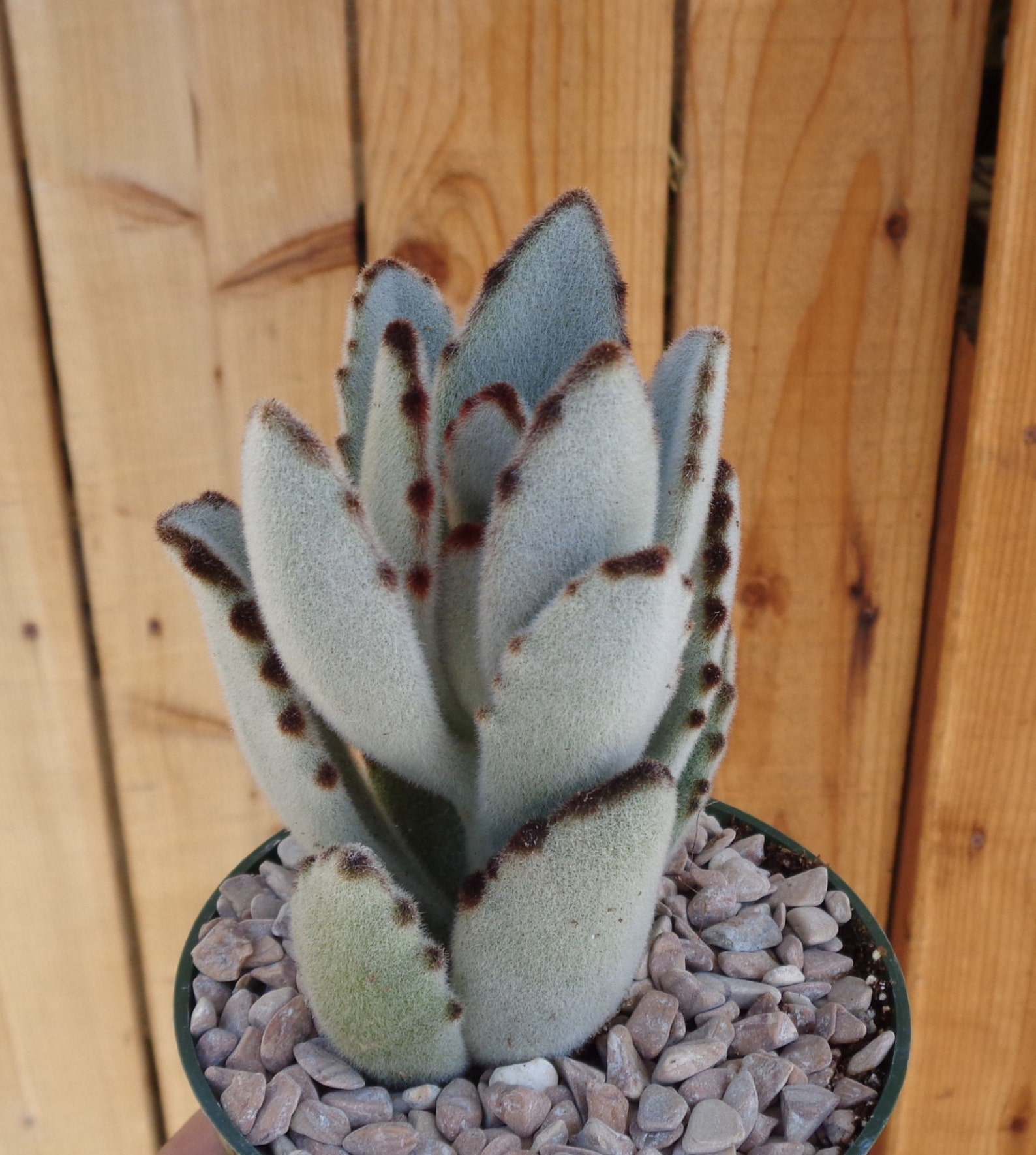 Panda Succulent Kalanchoe Tomentosa Succulents in 4 Pot. | Etsy
