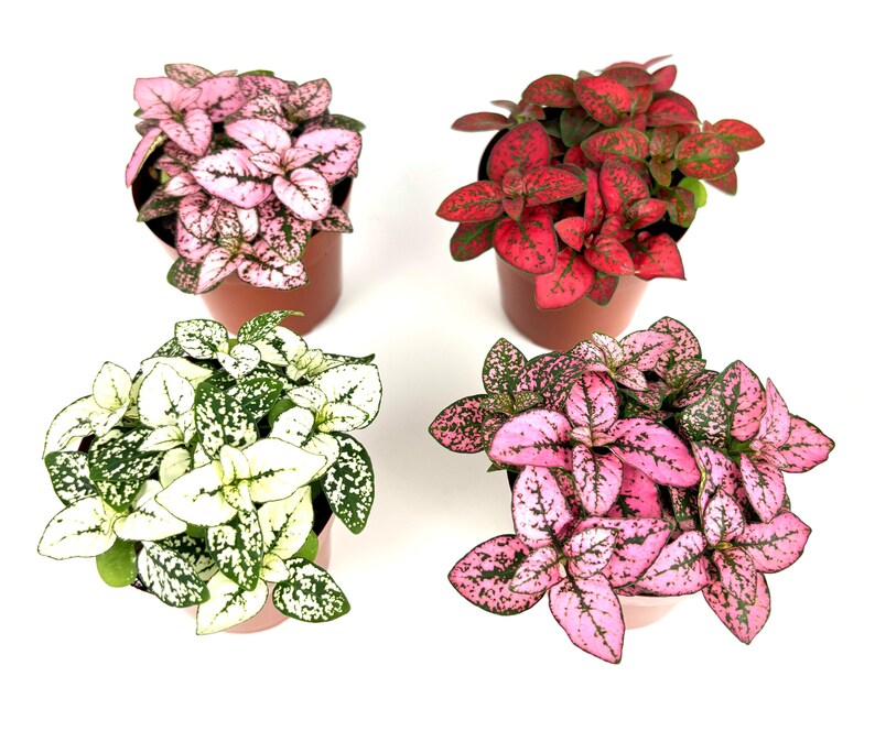 Hypoestes Splash Color 4 Pack, Live House Plants Air Purifying, 4pk 2.5 ...