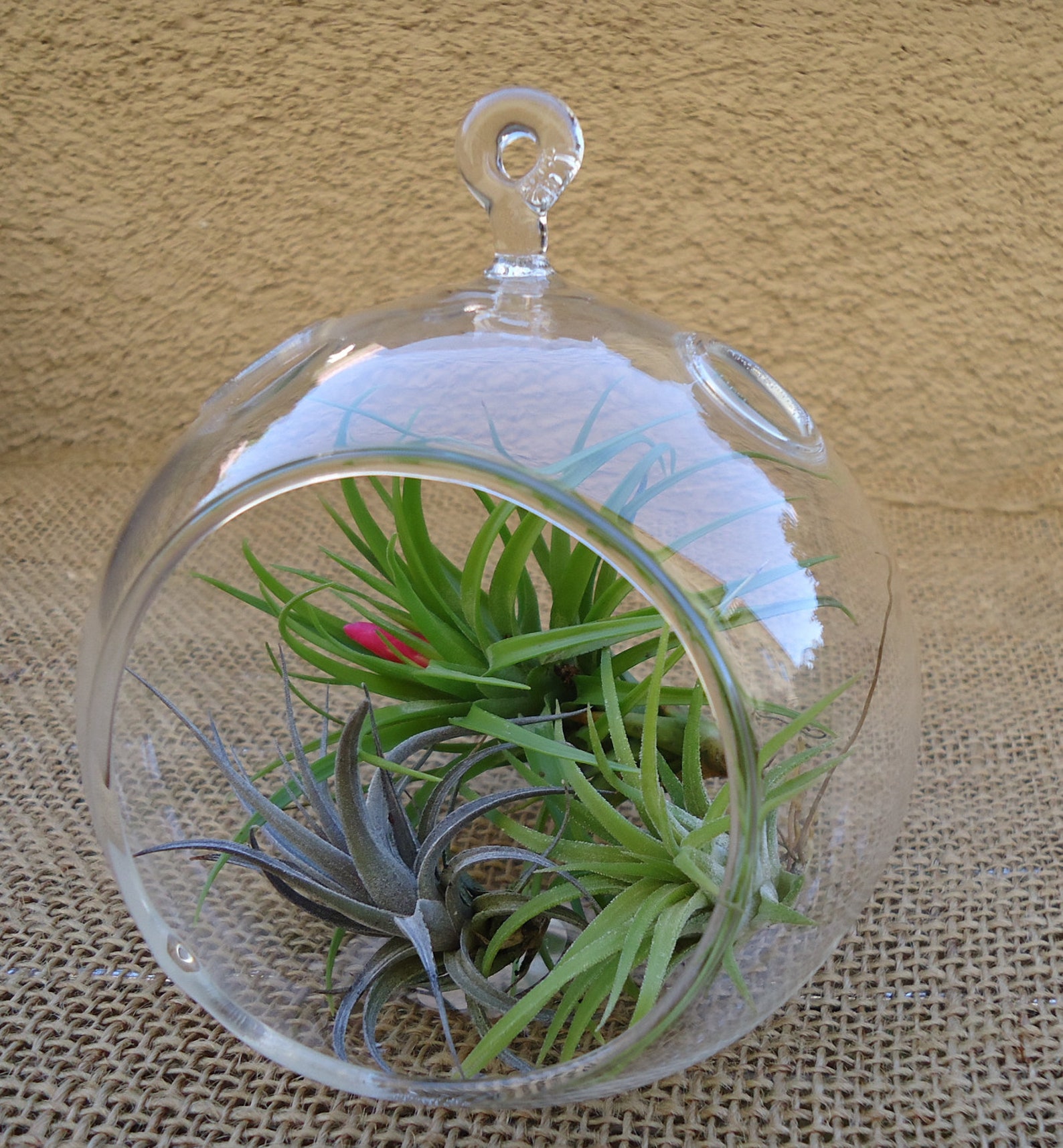 Plant Terrarium 4.5 Round Hanging or Standing - Etsy