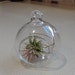 6 Hanging Glass UFO Capsule Plant Orb/terrarium - Etsy