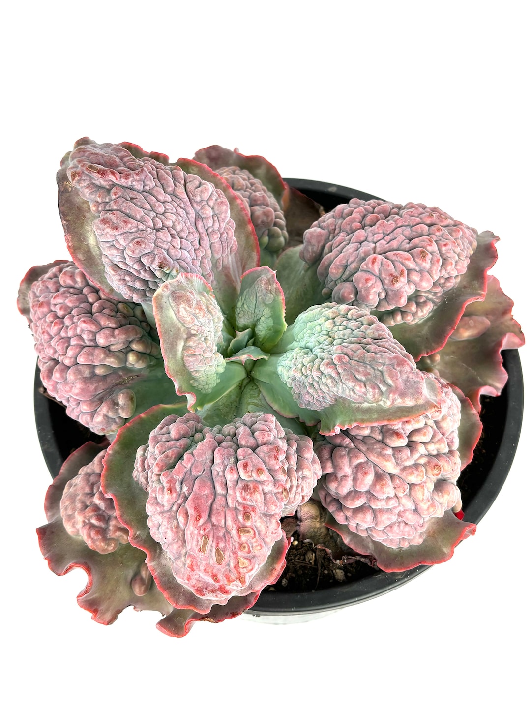 Echeveria Etna Brain Succulent Huge Mature Plant 10-12” Across Rare, 10 ...