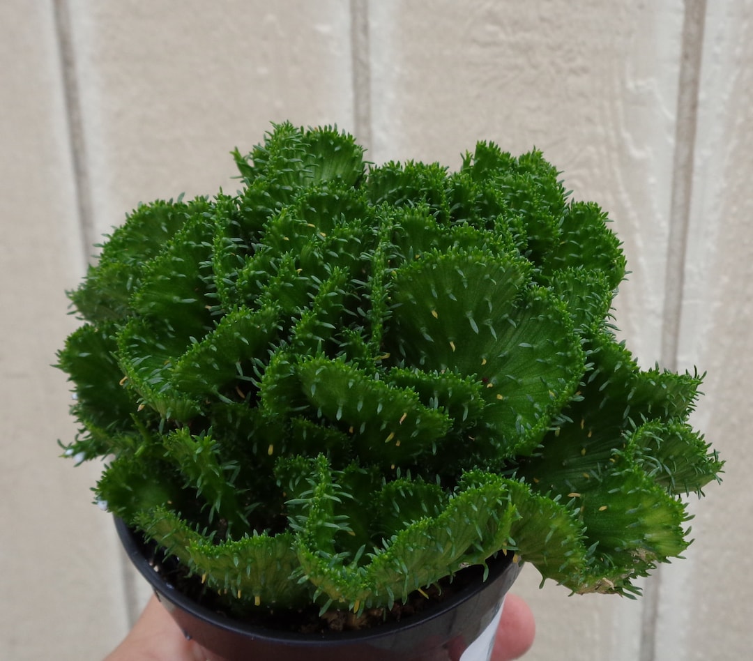 Euphorbia Green Coral Euphorbia Flanaganii Cristata - Etsy