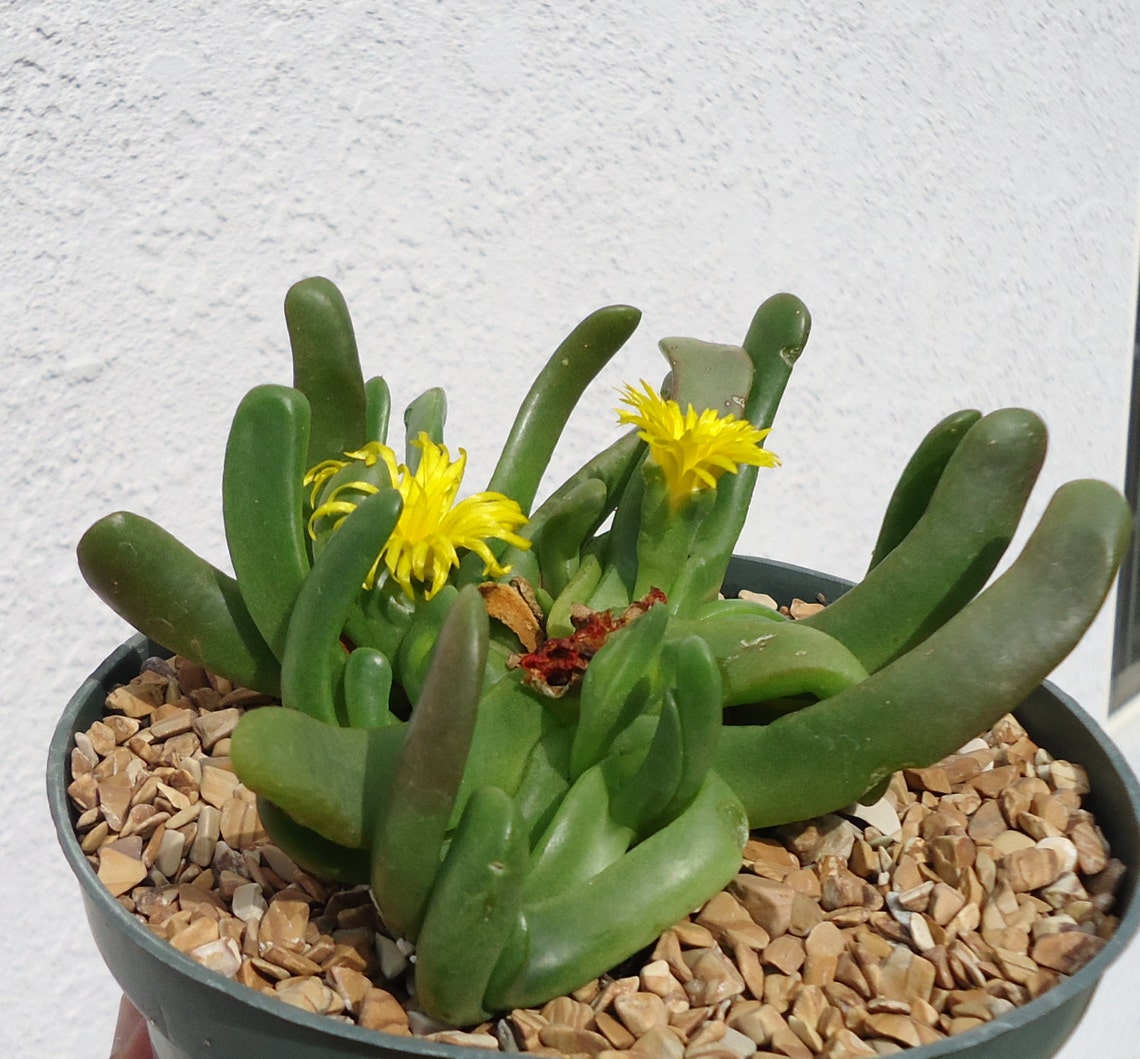Gummy Worm Succulents Glottiphyllum Longum - Etsy