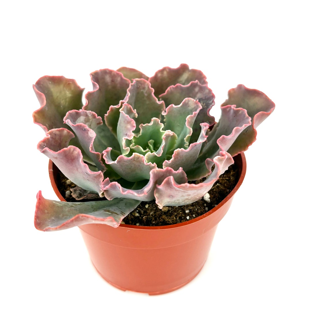 Echeveria Blue Curls Low Maintenance Succulent, 4" Pot - Etsy