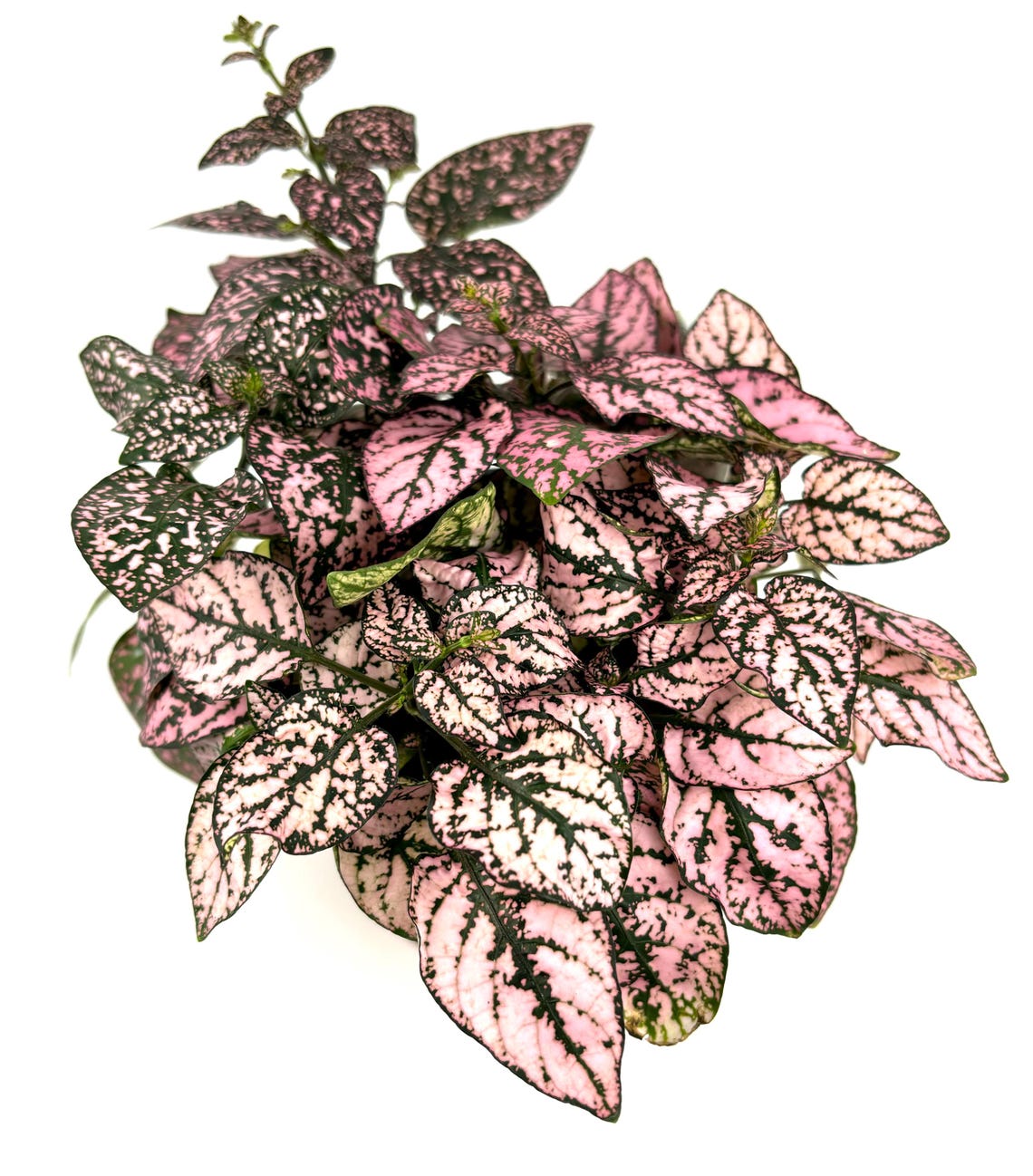 Hypoestes Rose Splash Live Potted House Plants - Etsy