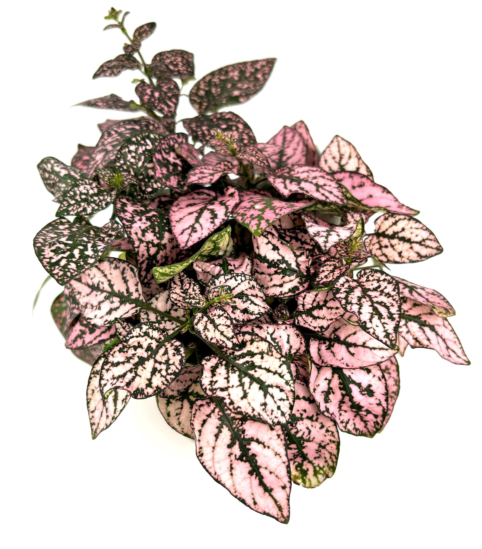 Hypoestes Rose Splash Live Potted House Plants - Etsy