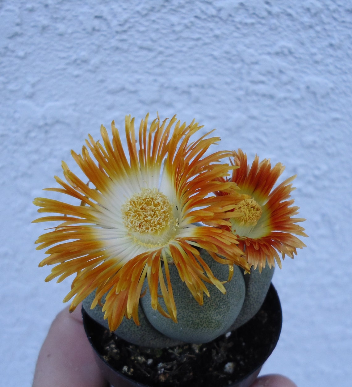 Split Rock Pleiospilos Nelii Mimicry Succulents - Etsy